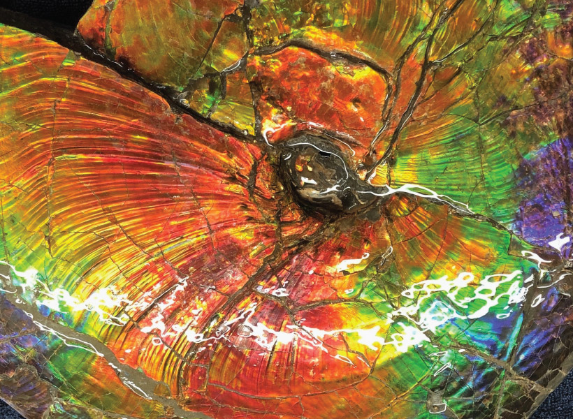 Spot the Real Deal: Identify Genuine Ammolite - Kaimirra